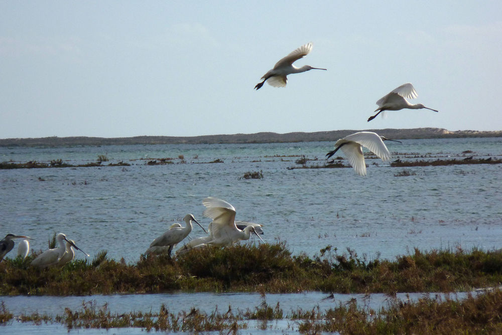 Explore Ria Formosa Natural Park | Mercury Holidays