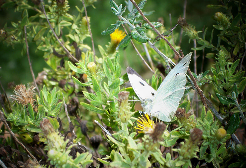 Wildlife conservation in Malta | Mercury Holidays