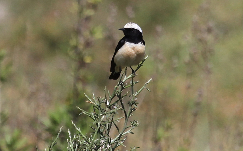 Birdwatching in Cyprus | Mercury Holidays